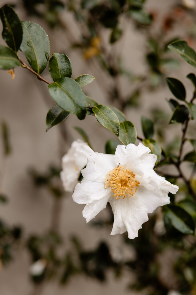 Summerour Studio Wedding | Photos, Cost & Tips 2025